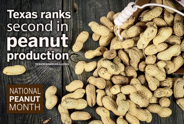 We’re nuts about Texas peanuts – Texas Farm Bureau – Table Top