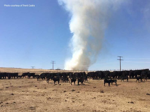 Rebuilding after the wildfires – Texas Farm Bureau – Table Top