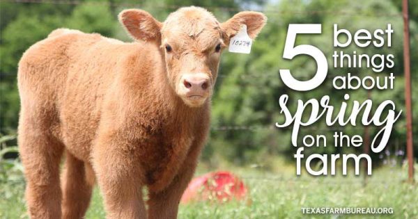 Top 5 favorite things about spring on the farm – Texas Farm Bureau ...