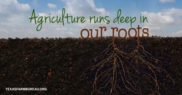Agriculture is in our roots – Texas Farm Bureau – Table Top