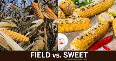 5 differences between field corn, sweet corn – Texas Farm Bureau ...