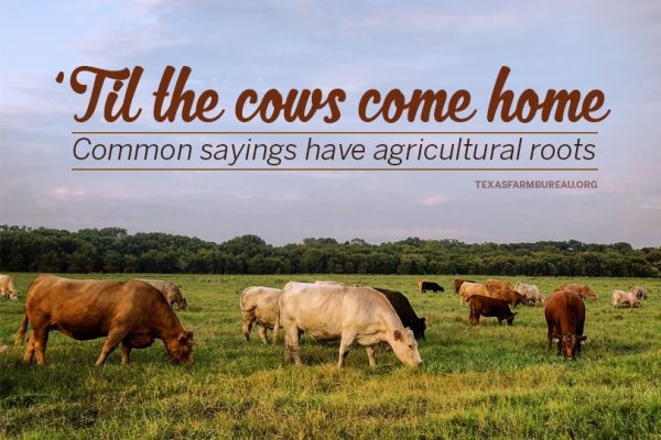 Common sayings rooted in farm wisdom – Texas Farm Bureau – Table Top