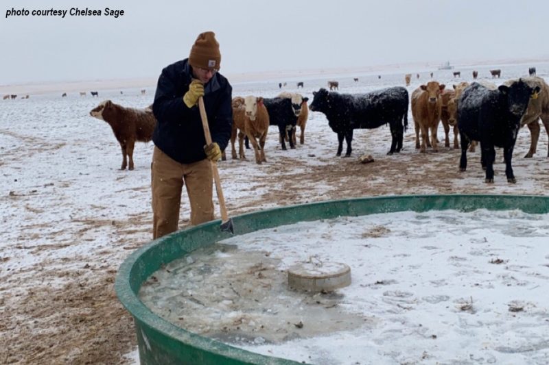 Farmers, ranchers face brutal winter storm – Texas Farm Bureau – Table Top