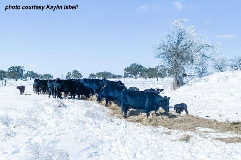 Farmers, ranchers face brutal winter storm – Texas Farm Bureau – Table Top
