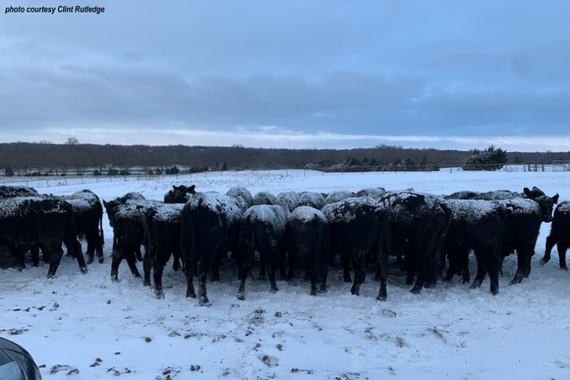 Farmers, ranchers face brutal winter storm – Texas Farm Bureau – Table Top