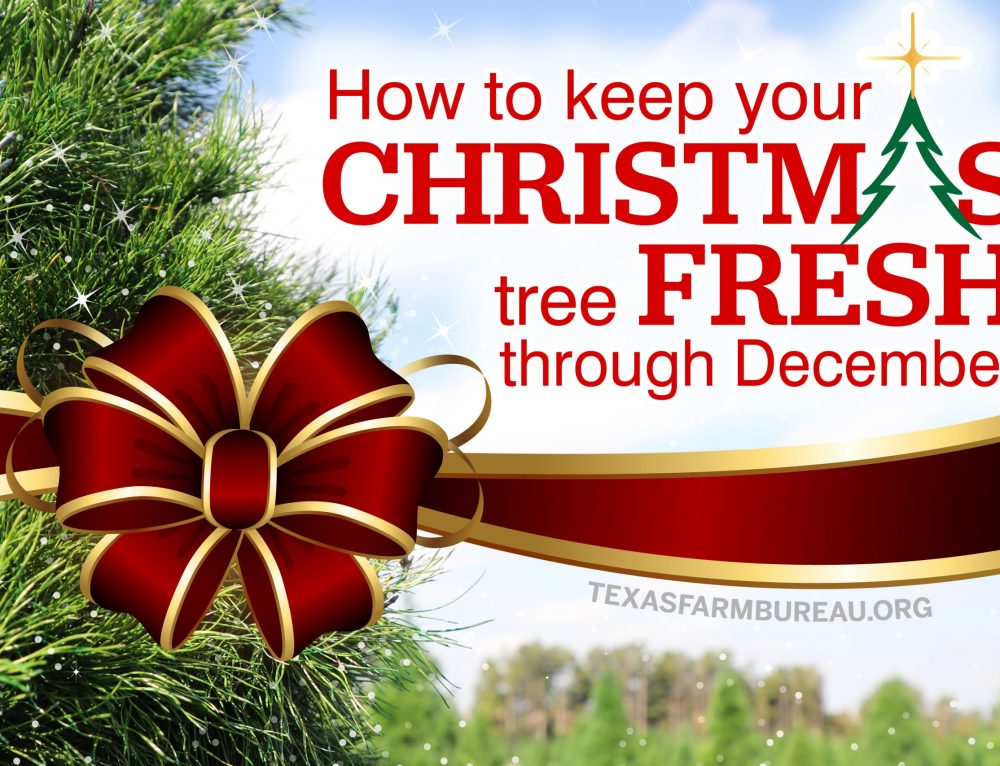 Meet a Texas citrus farmer: Dale Murden – Texas Farm Bureau – Table Top