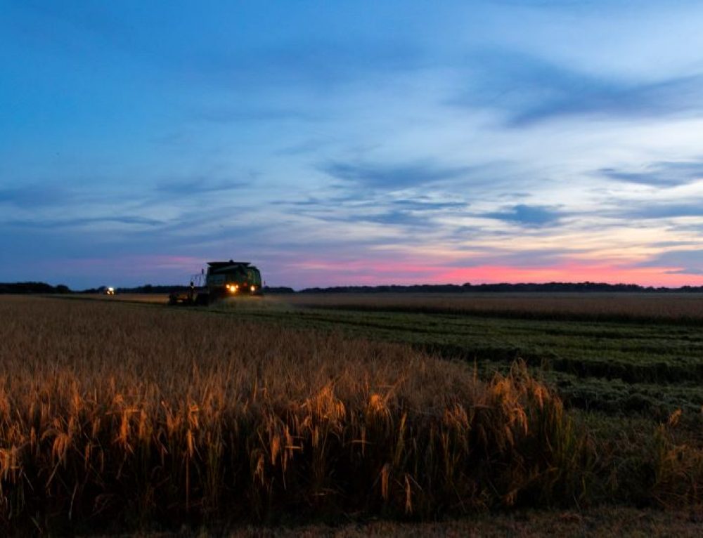 Spanish Rice – Texas Farm Bureau – Table Top