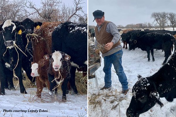 Ranchers continue working despite winter storm – Texas Farm Bureau ...