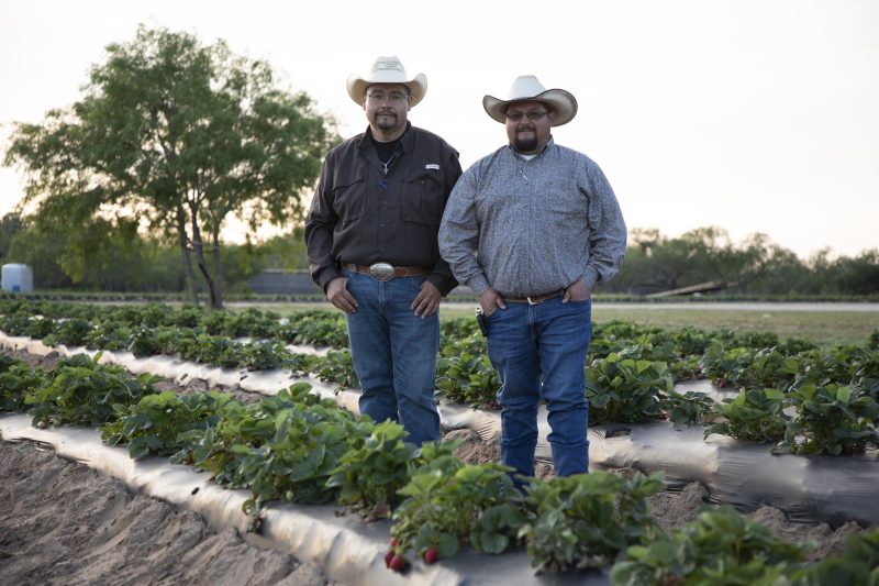 Meet Texas strawberry farmers – Texas Farm Bureau – Table Top