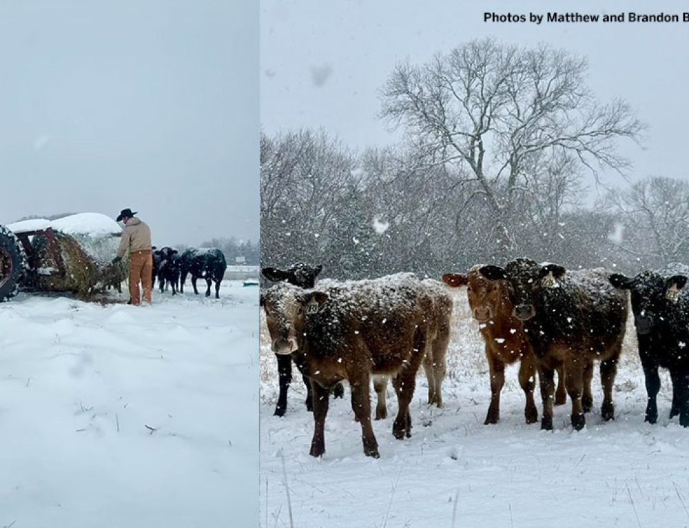 Oven Beef Ribs – Texas Farm Bureau – Table Top